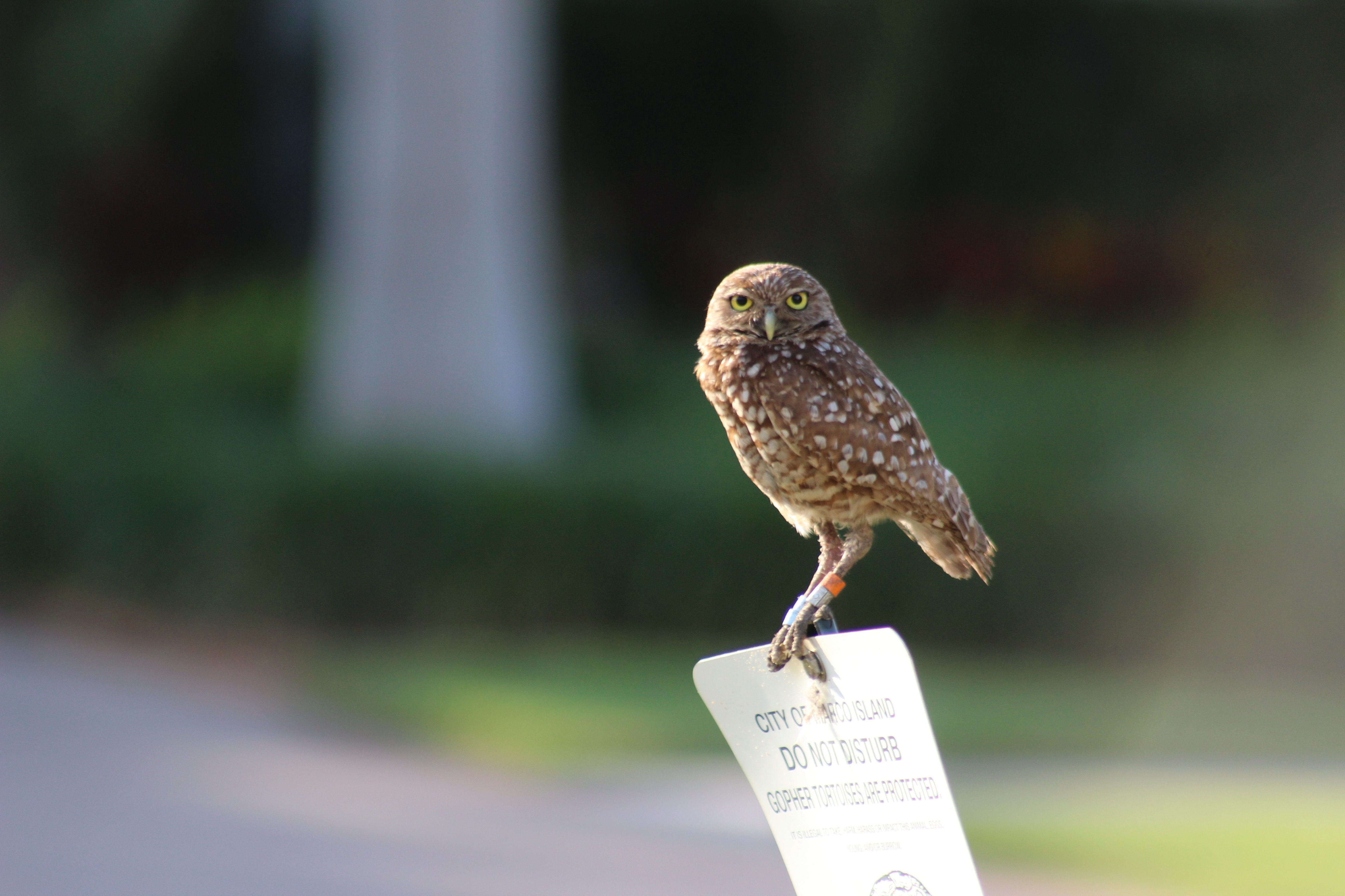 Barefoot Burrowing Owls Marco Island