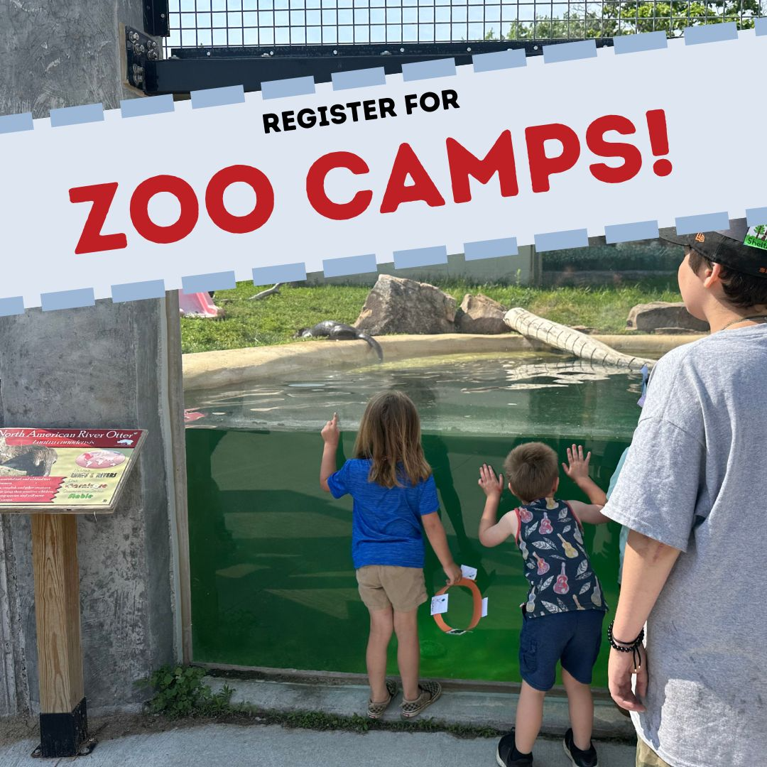 summer camps, summer sports, athletics